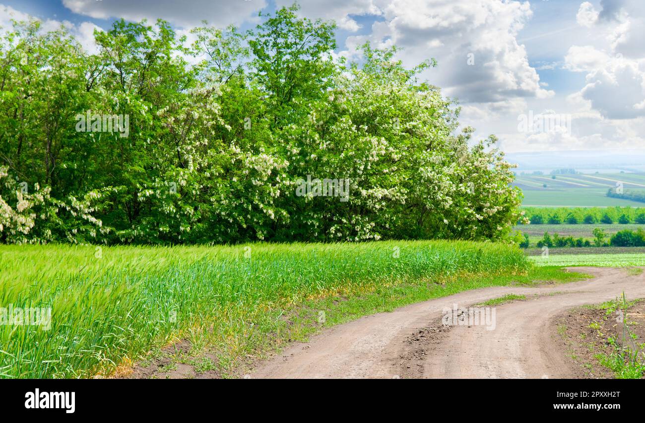 Wheat field and country road. Spring. Wide photo Stock Photo - Alamy