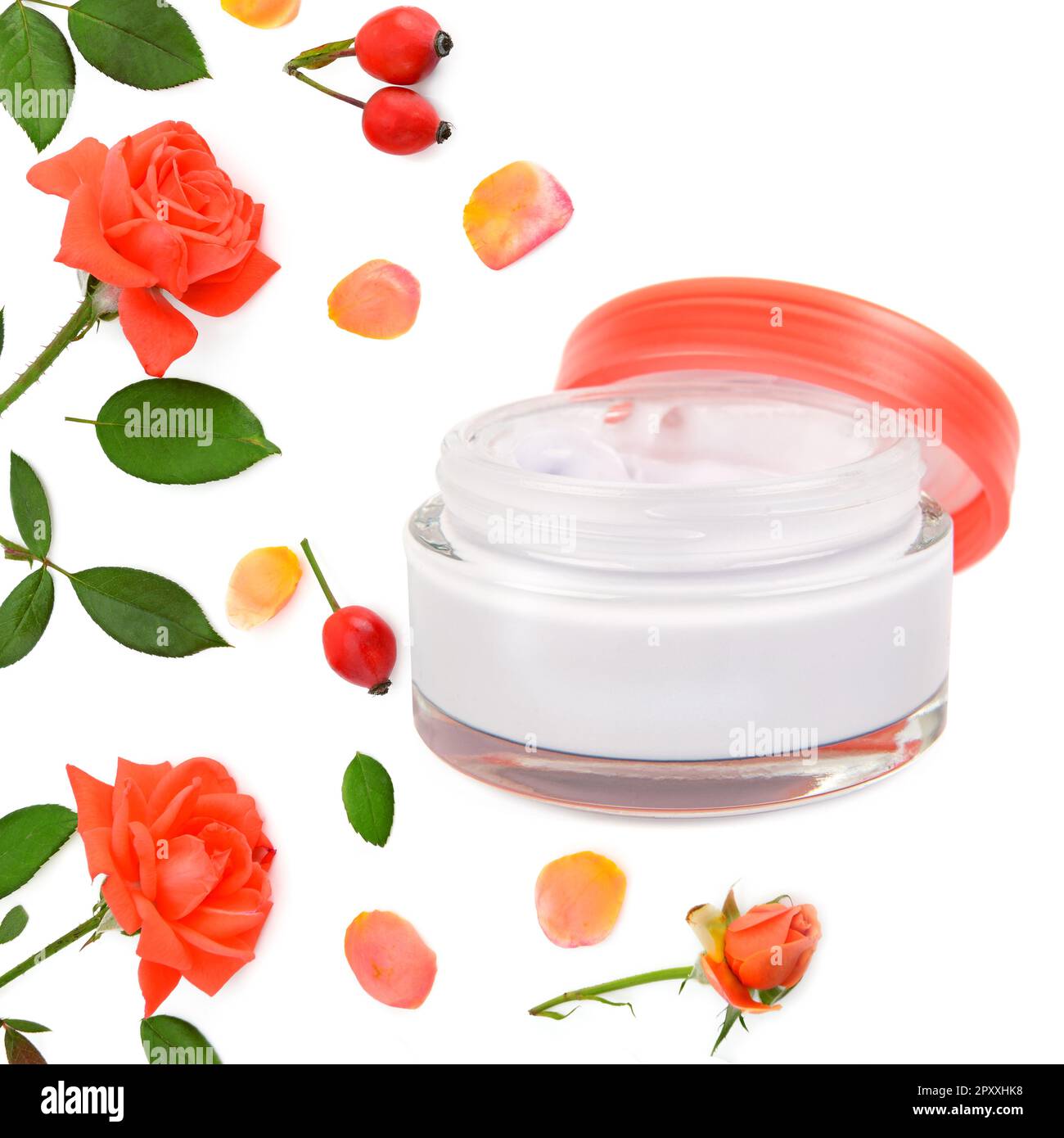 Cream roses Cut Out Stock Images & Pictures - Alamy