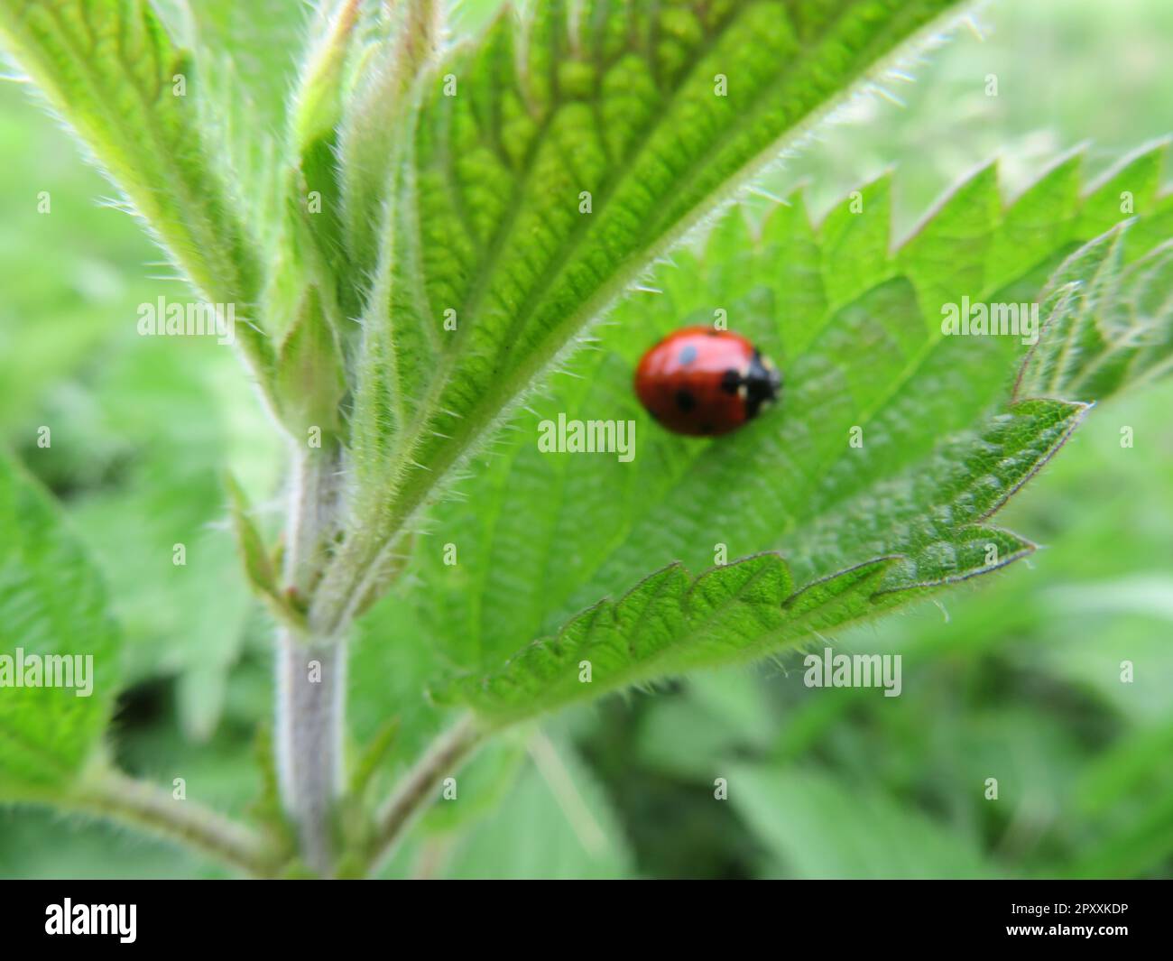 beautiful ladybug insect predator of aphids beneficial for agriculture ...