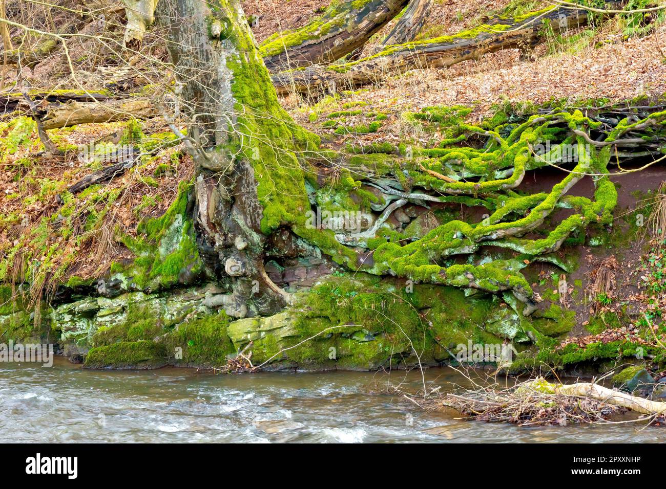 Exposed tree root system hi-res stock photography and images - Alamy