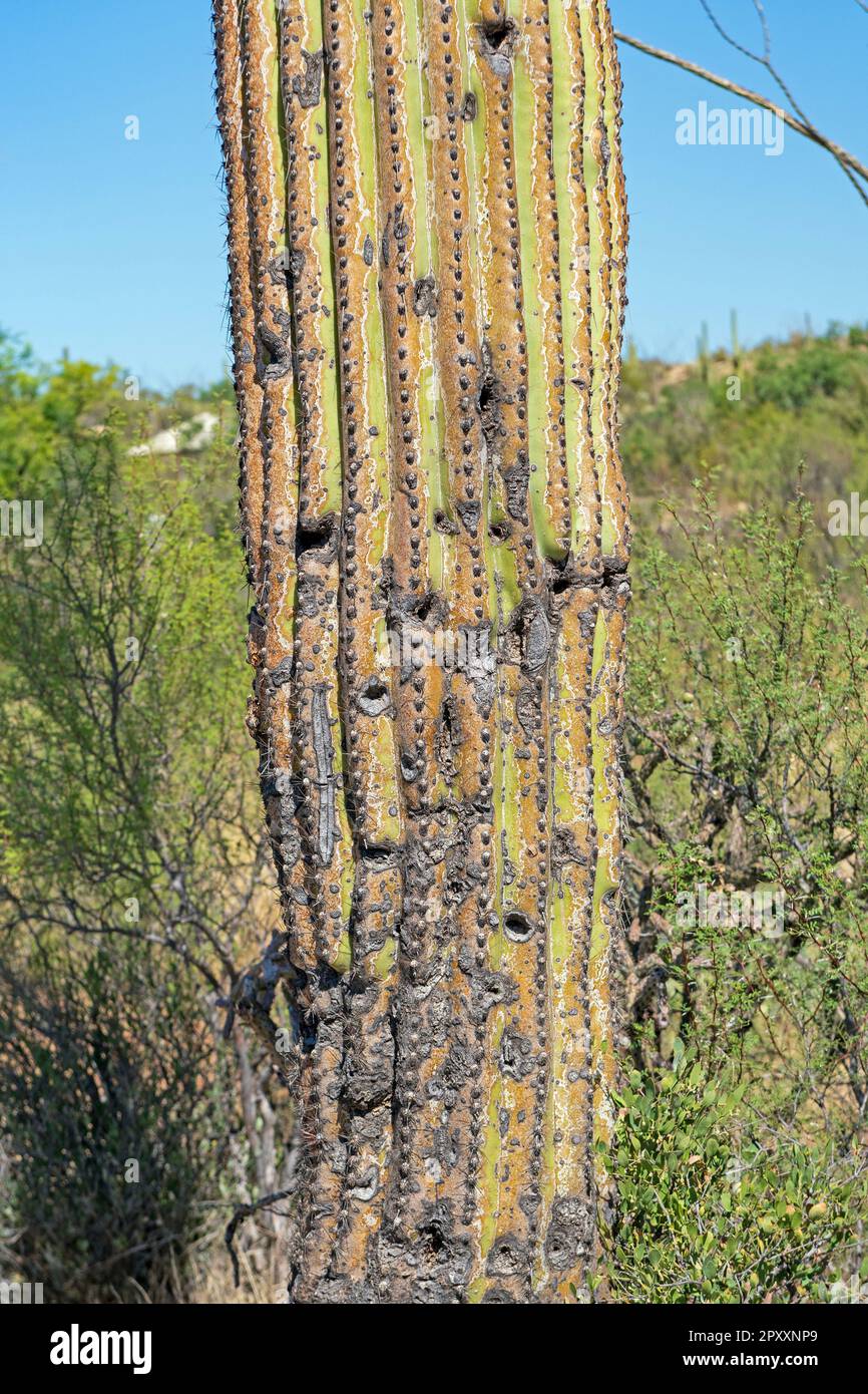 Aged and Damaged Trunk of a Saguaro Cactus in Saguaro National Park in ...