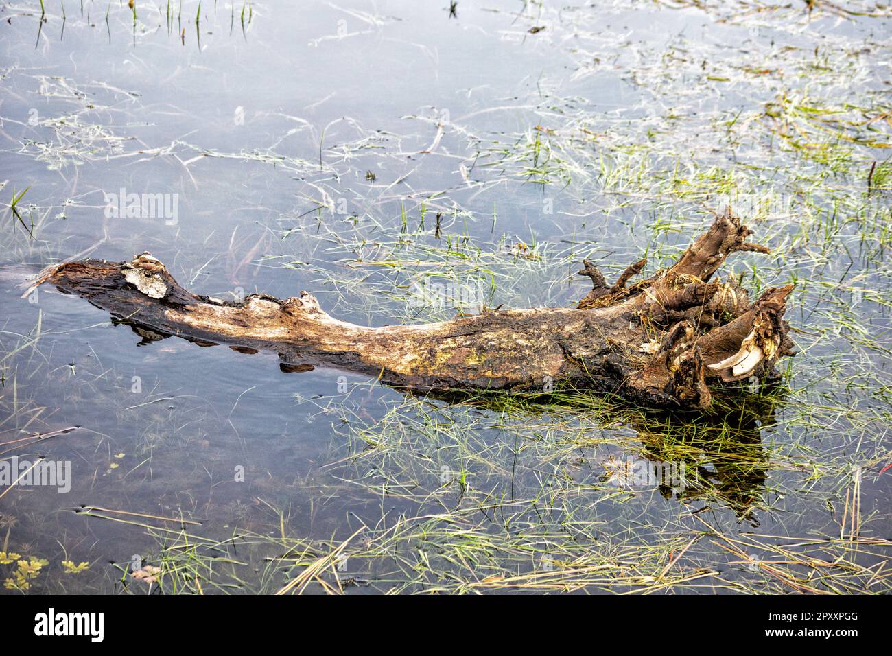 Tree branch in water with green water grass background Stock Photo - Alamy