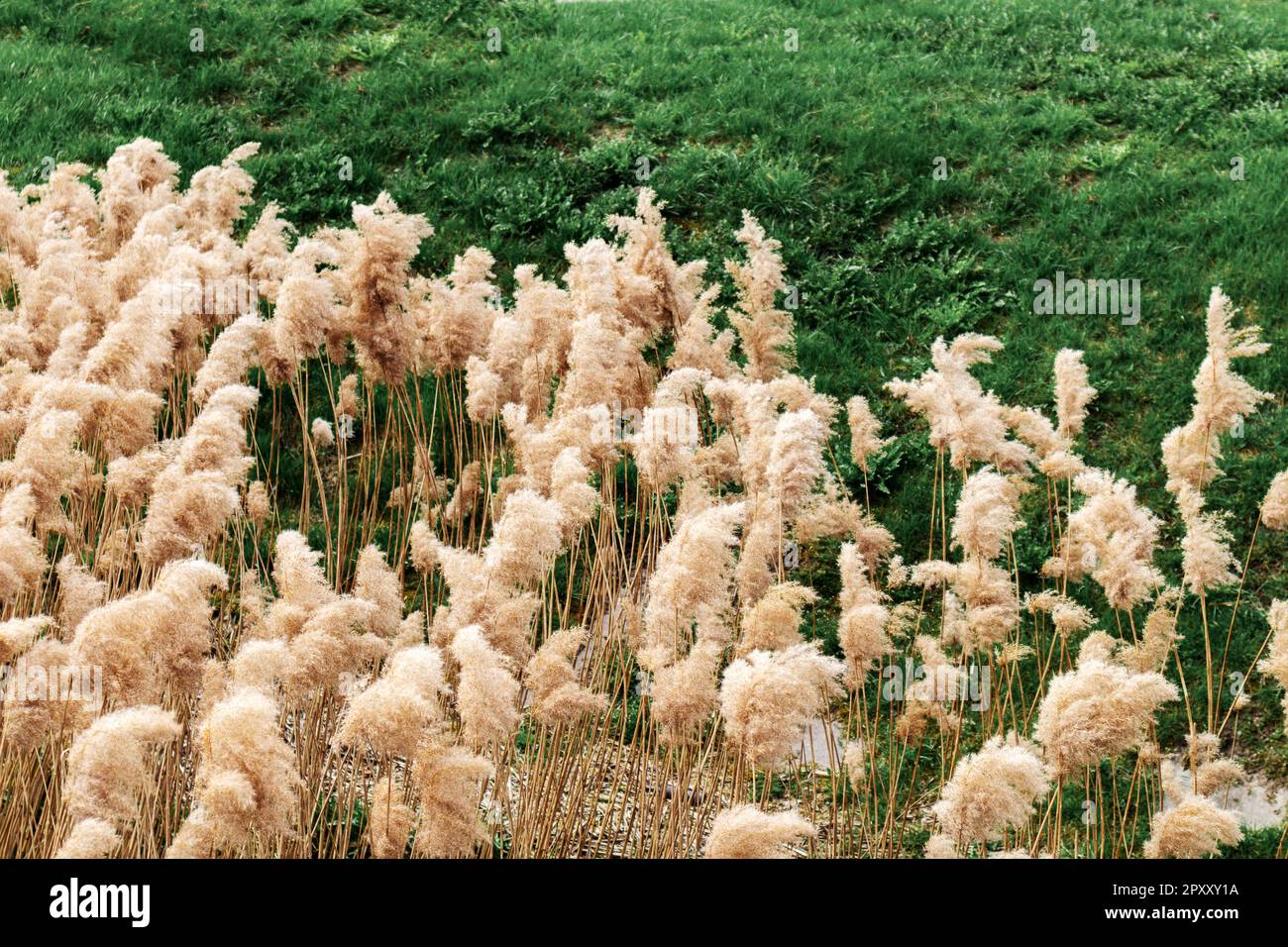 A field of tall grass with the word reeds on it Stock Photo - Alamy