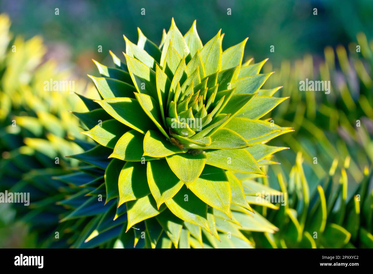 Plants with spiky leaves hi-res stock photography and images - Alamy
