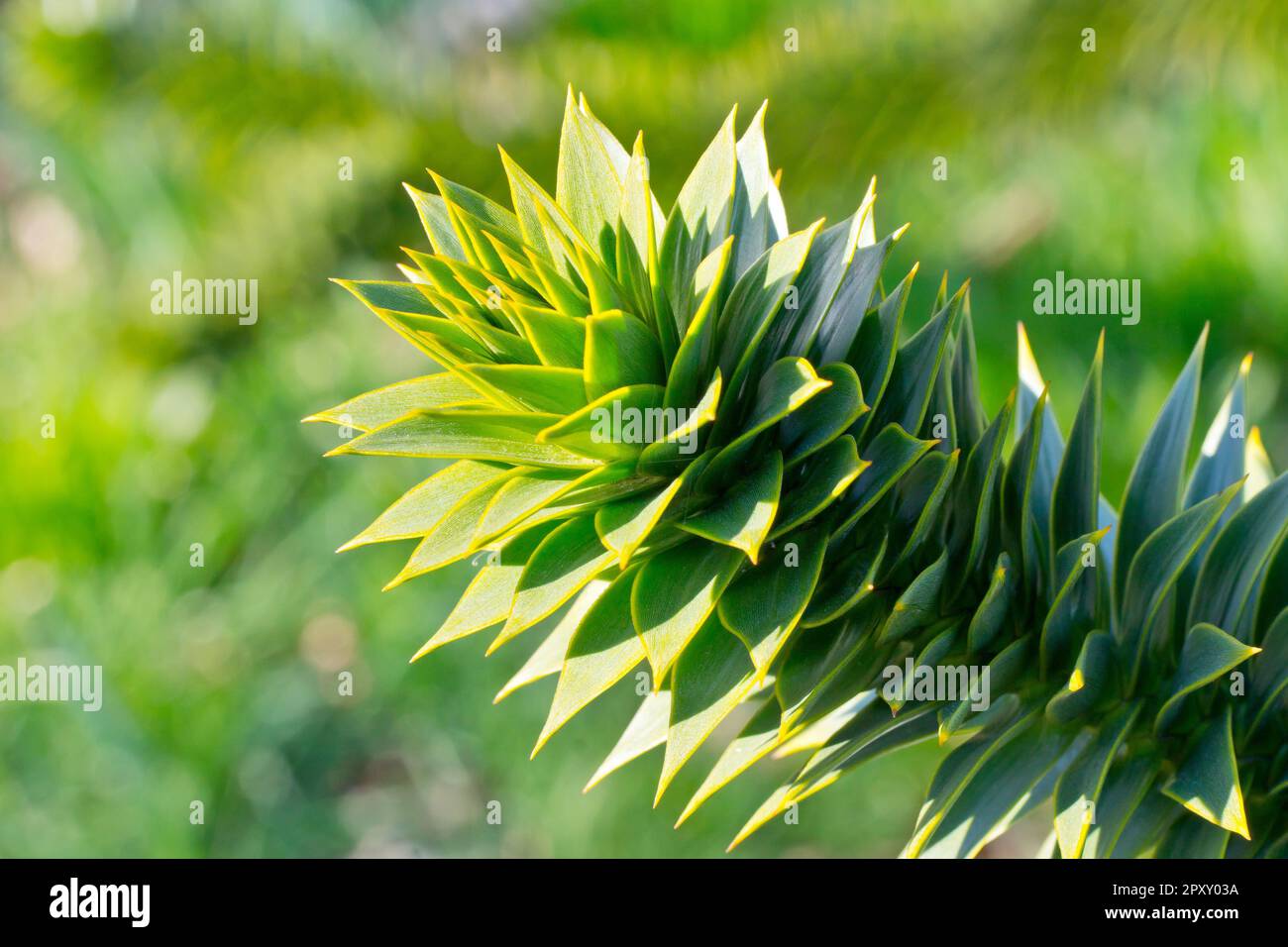 Plants with spiky leaves hi-res stock photography and images - Alamy