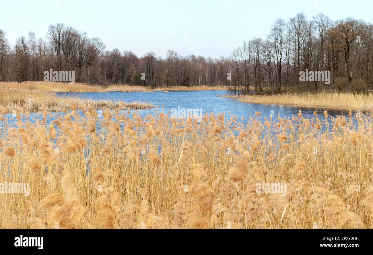 Top view reeds in river hi-res stock photography and images - Alamy