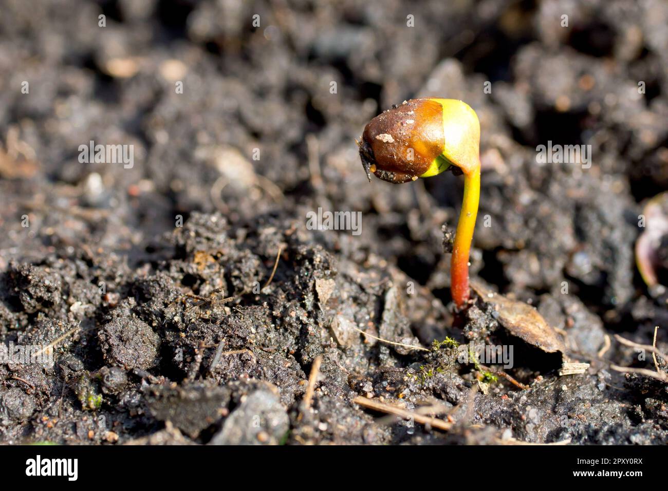 Sycamore (acer pseudoplatanus), close up of a seedling of the tree ...