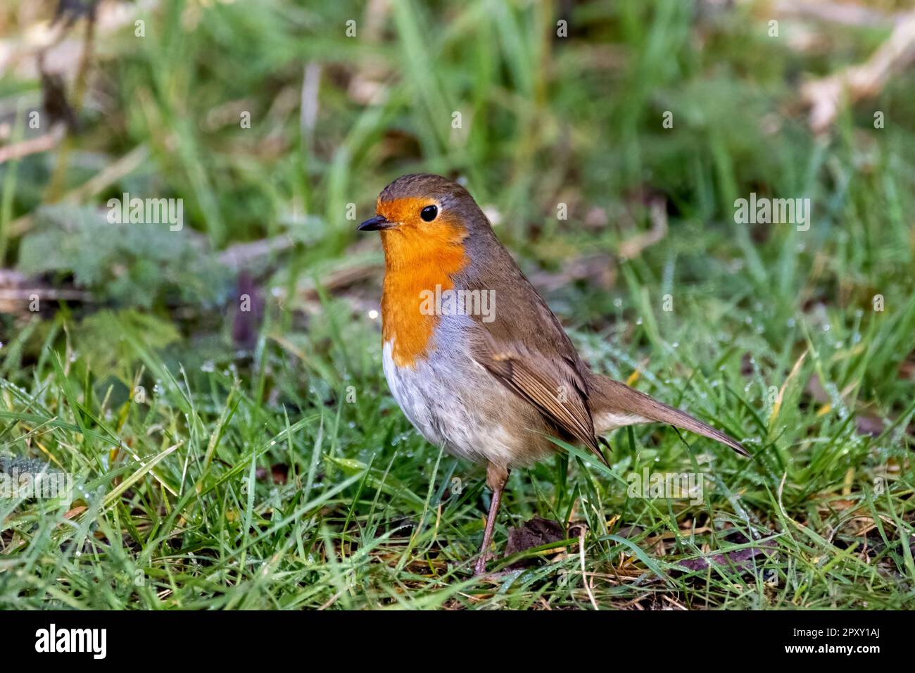 European Robin on grass, listening for movement from live prey Stock ...