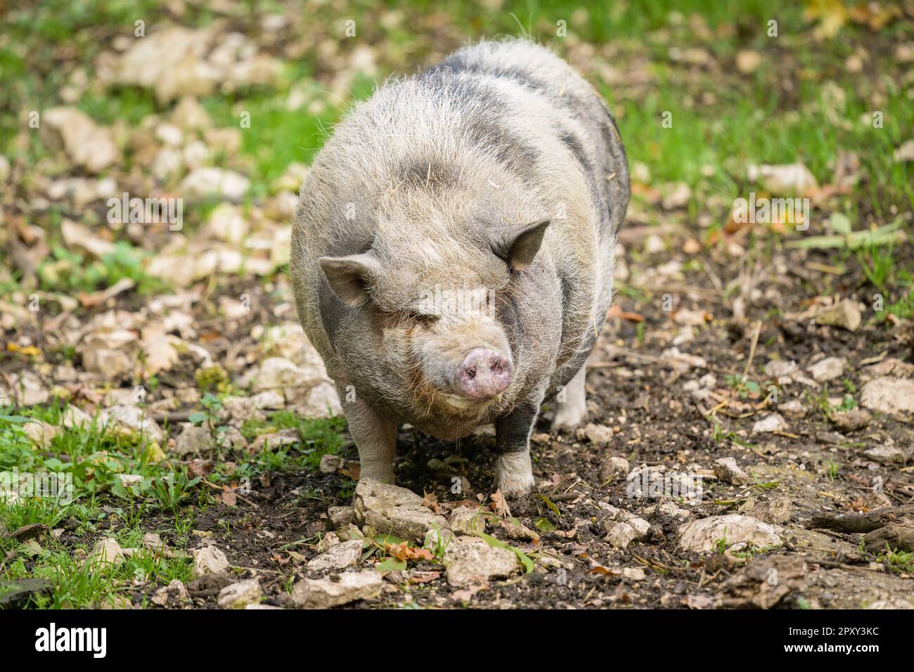 Pot bellied pig digging hi-res stock photography and images - Alamy