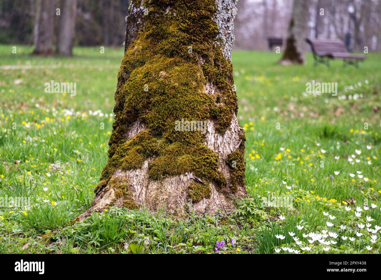Large tree overgrown green moss hi-res stock photography and images - Alamy