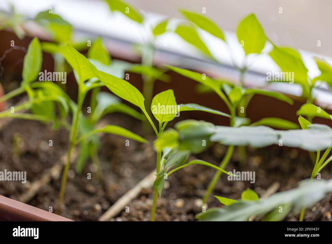 Organic tomato seedlings growing indoors by the window Stock Photo - Alamy