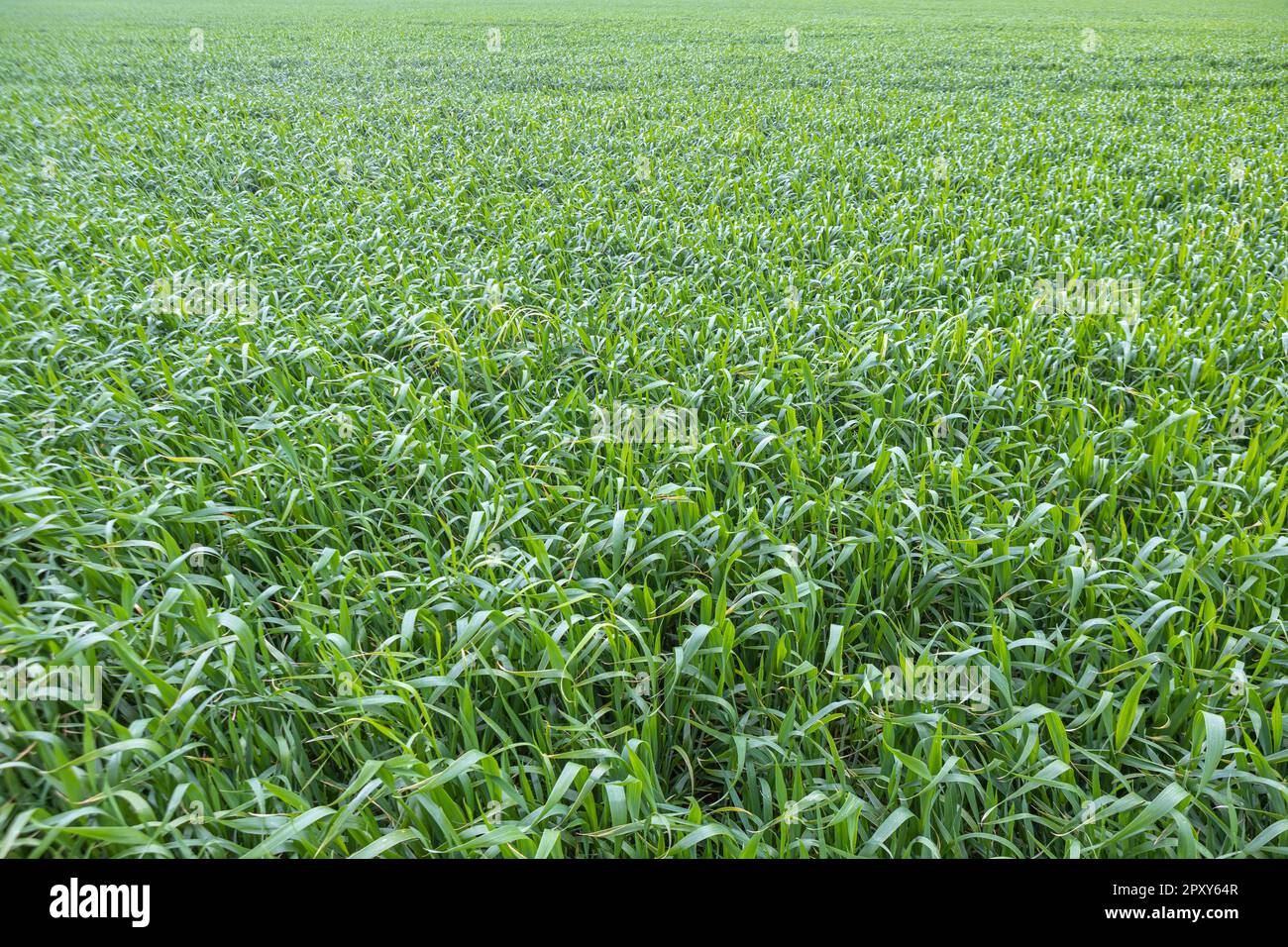 A green field with young wheat seedlings Stock Photo - Alamy