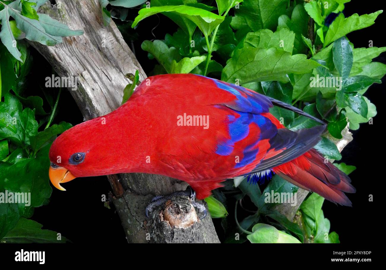Red lory hi-res stock photography and images - Alamy