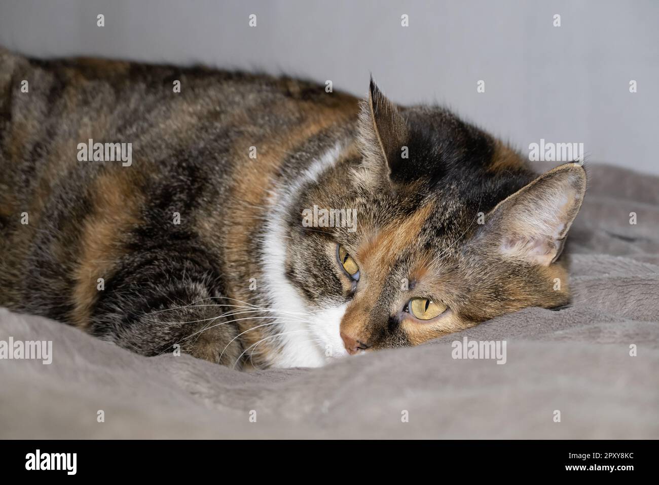 Sick red cat lying on bed with open eyes Stock Photo - Alamy