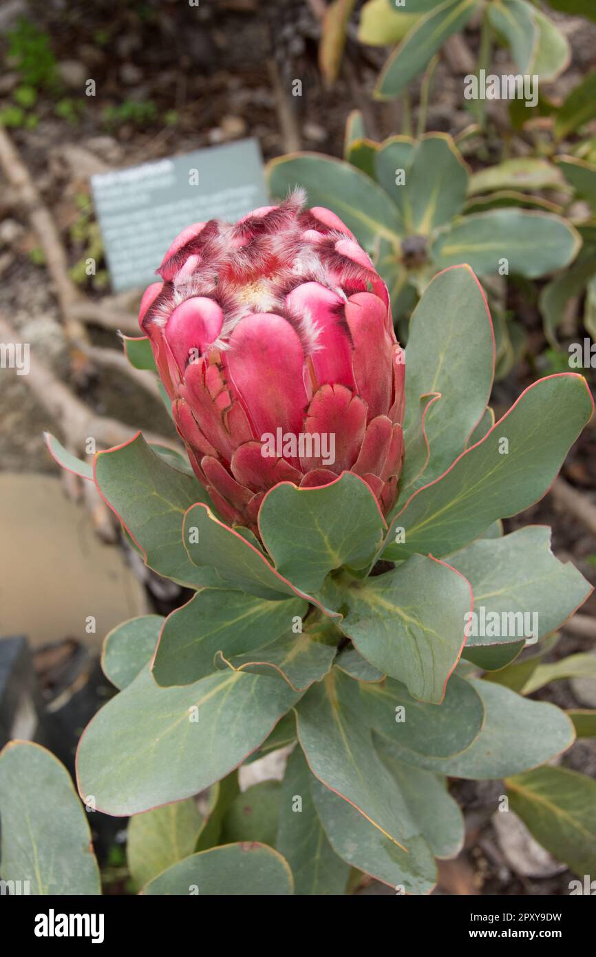 Red Sugarbush - Protea Grandiceps Stock Photo - Alamy