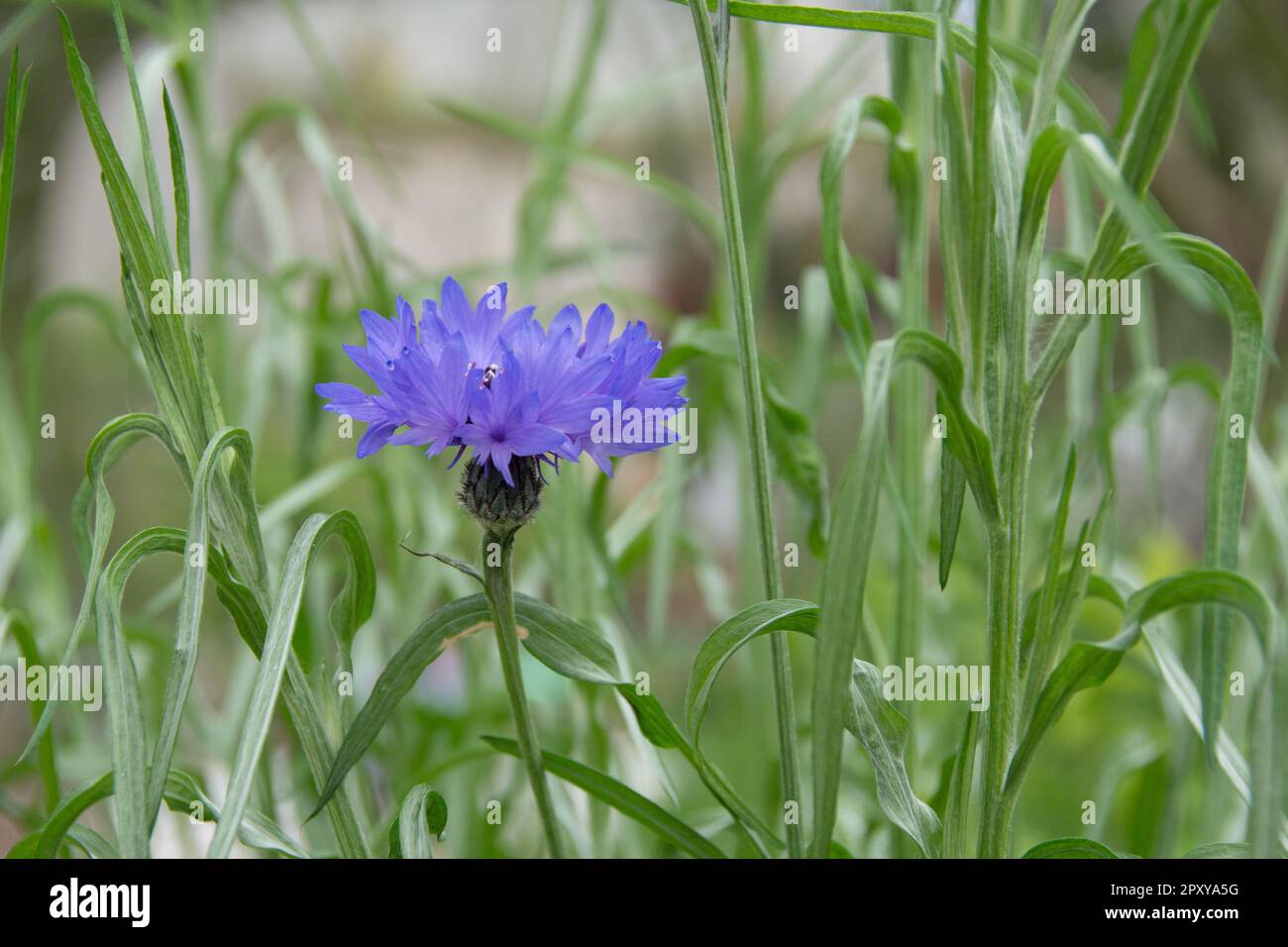 Centaurea cyanus - Cornflower Stock Photo - Alamy