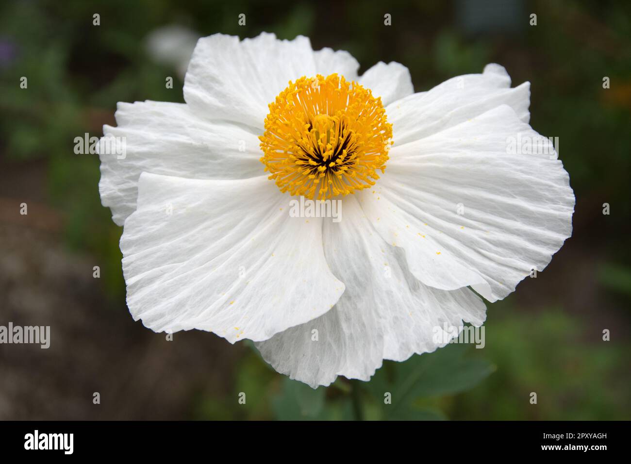 Slightly rough leaves hi-res stock photography and images - Alamy