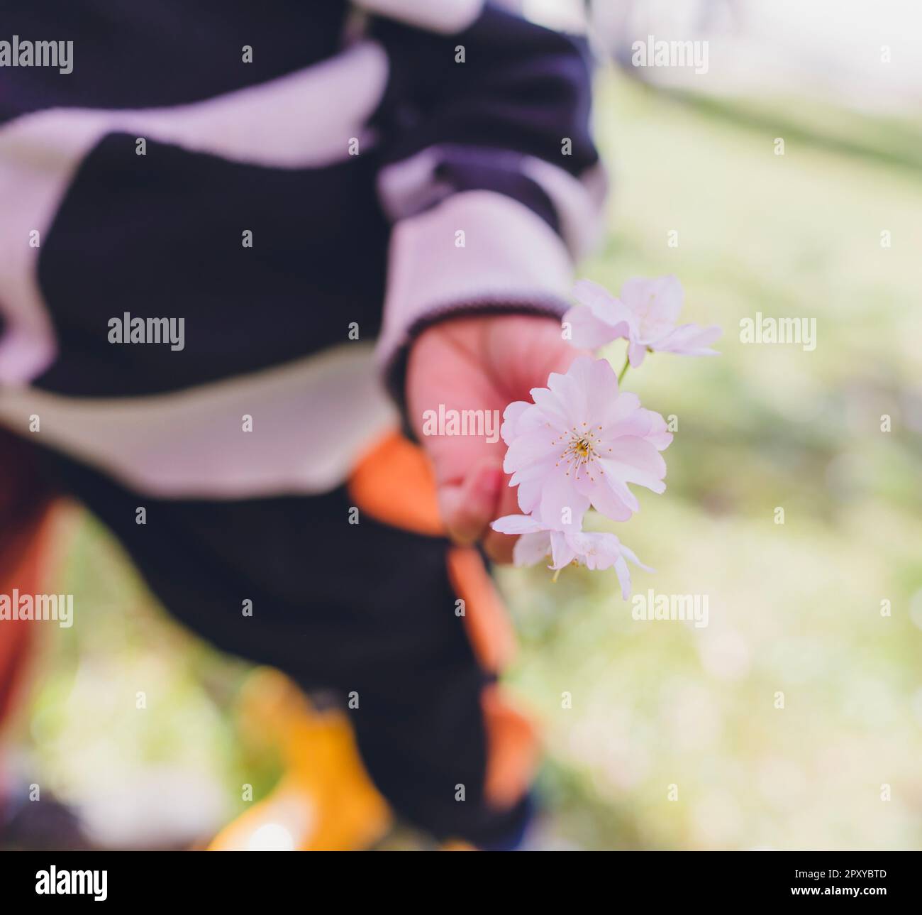 Sakura flowers in a child’s hand Stock Photo - Alamy