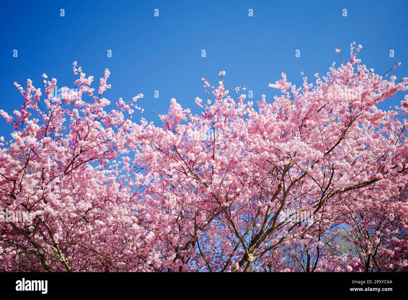 Cherry blossom in spring time Stock Photo - Alamy