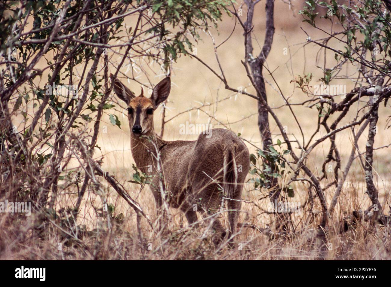 Common Duiker (Sylvicapra grimmia), Kruger National Park, Mpumalanga ...