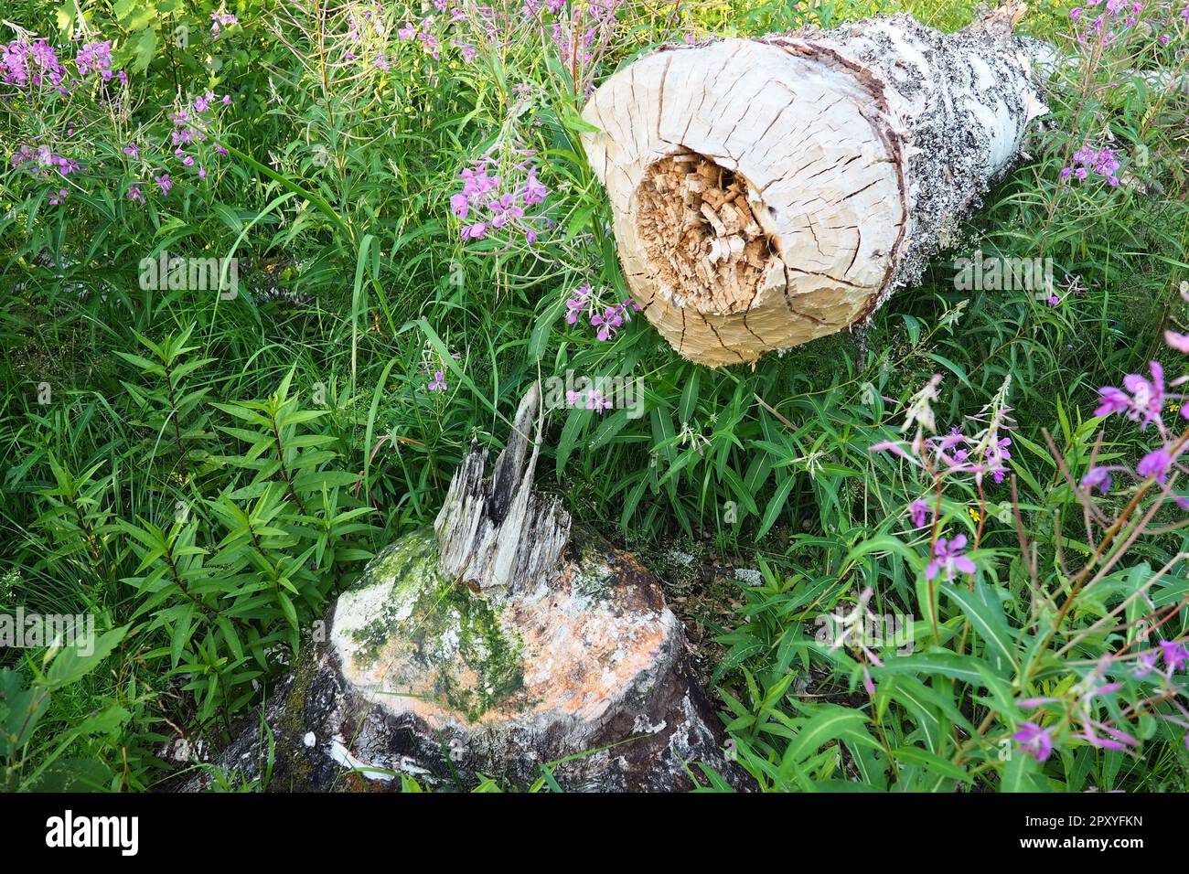 A tree gnawed by a beaver. Damaged bark and wood. The work of a beaver ...