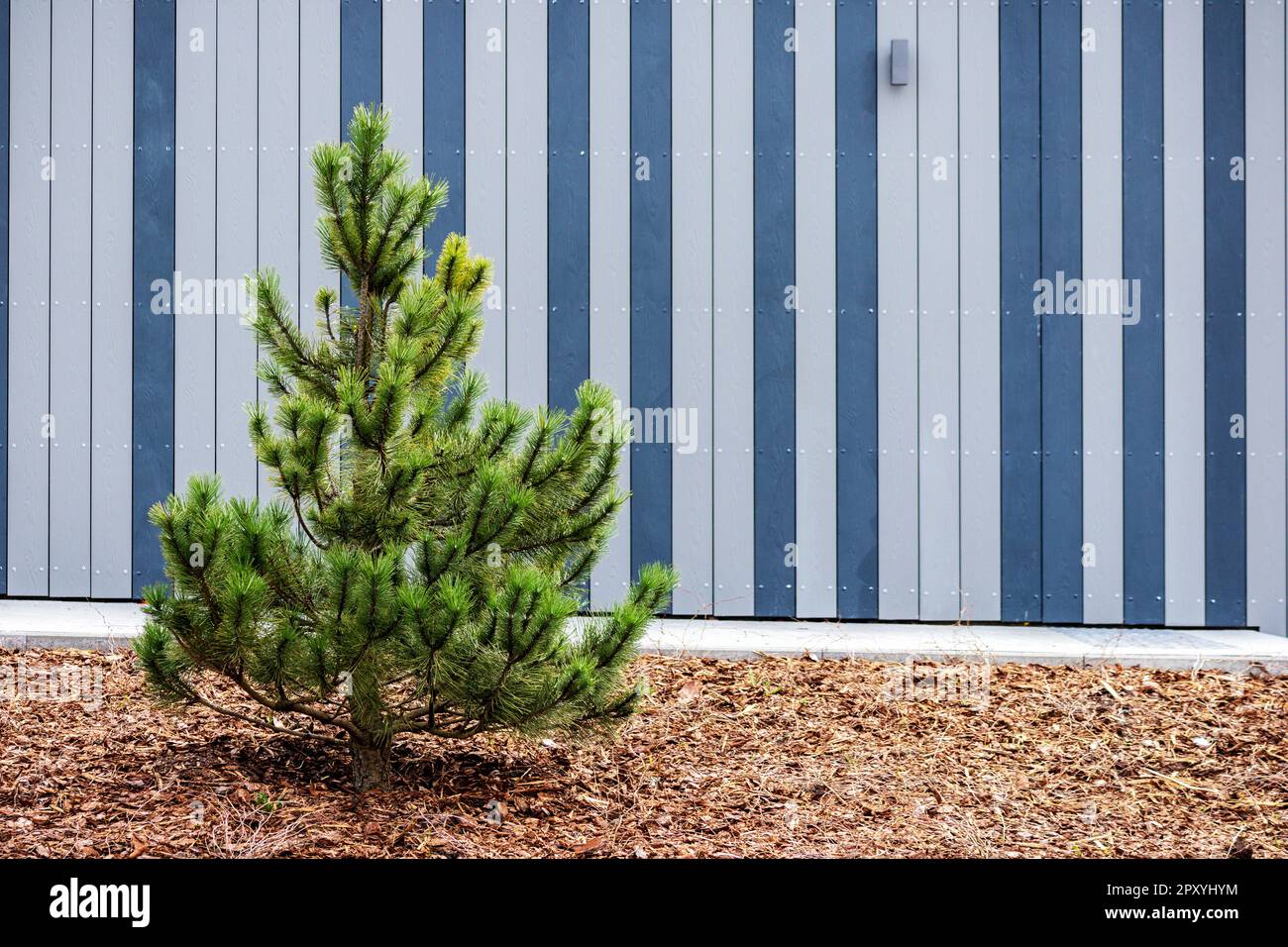 A pine tree stands in front of a building with wood chips around it ...