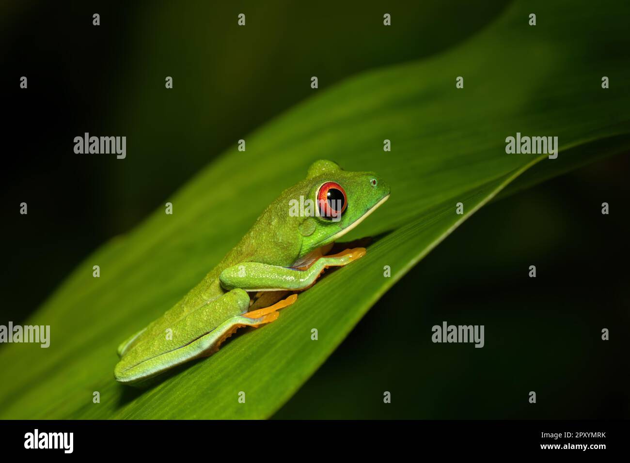 Red-eyed tree frog (Agalychnis callidryas), Beautiful iconic Green frog ...