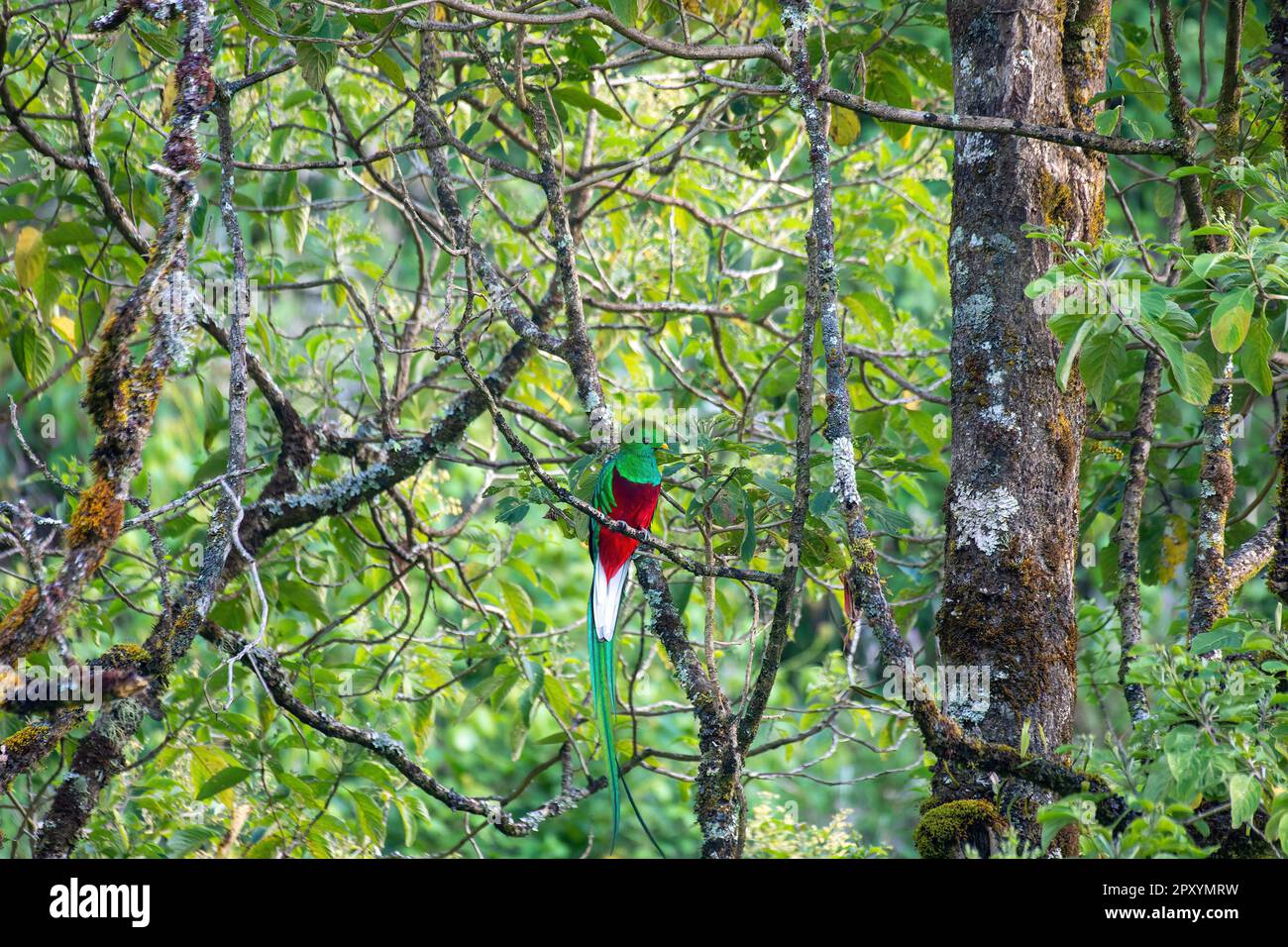 Resplendent quetzal (Pharomachrus mocinno), Guatemalan national bird ...