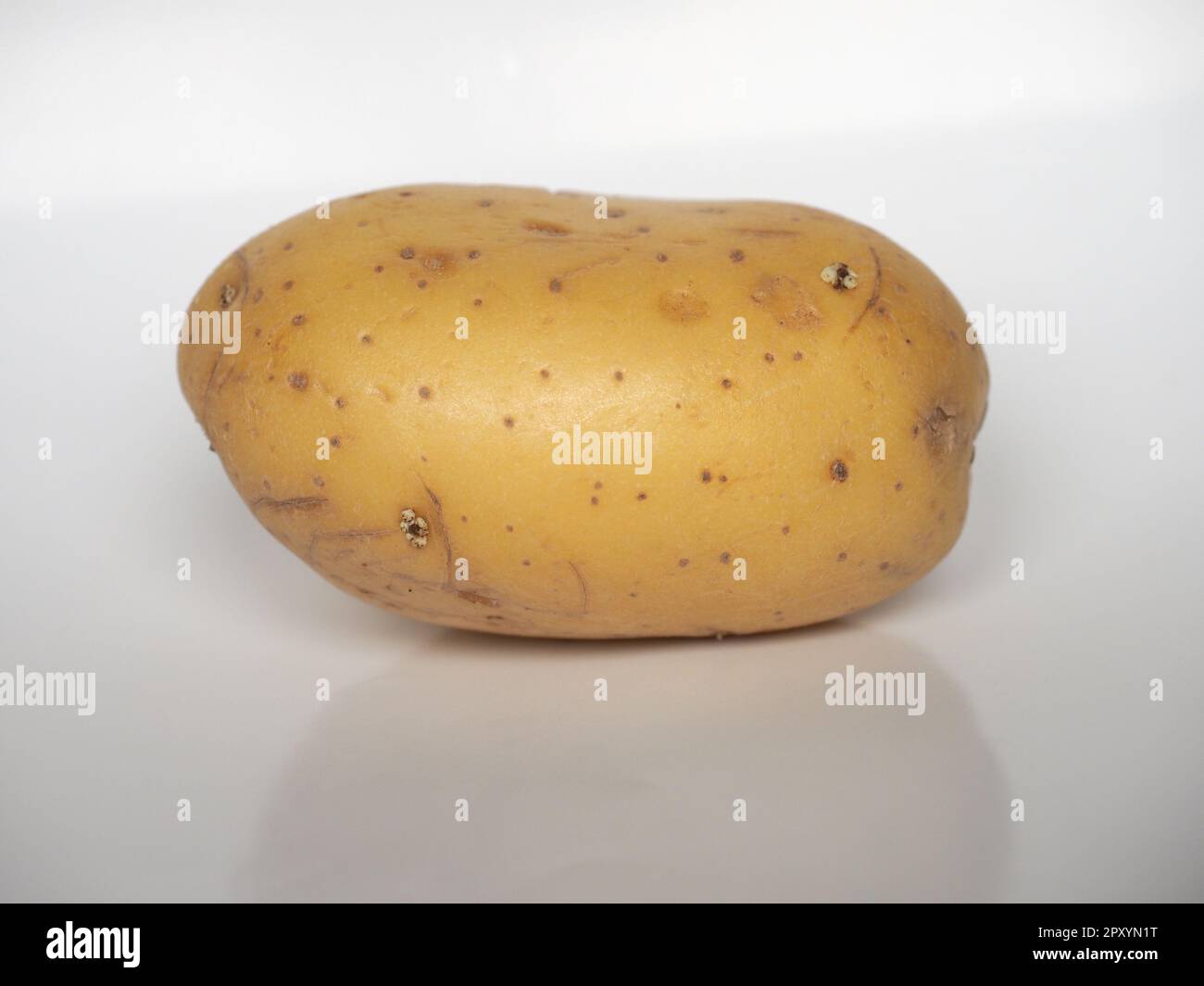 potato scientific name Solanum tuberosum vegetables vegetarian food ...