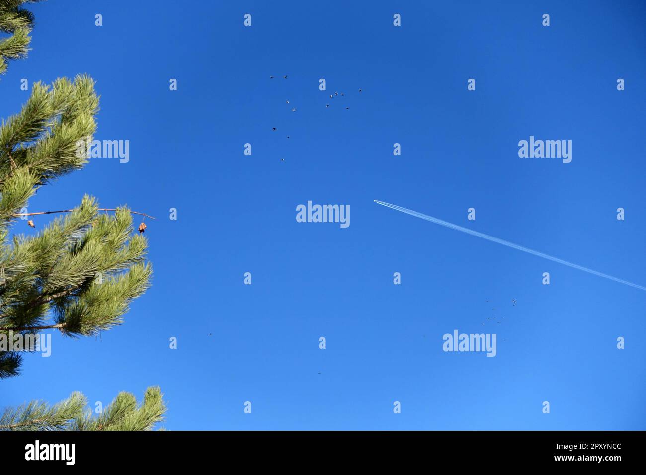 blue sky and two planes face to face, two planes in the air Stock Photo ...