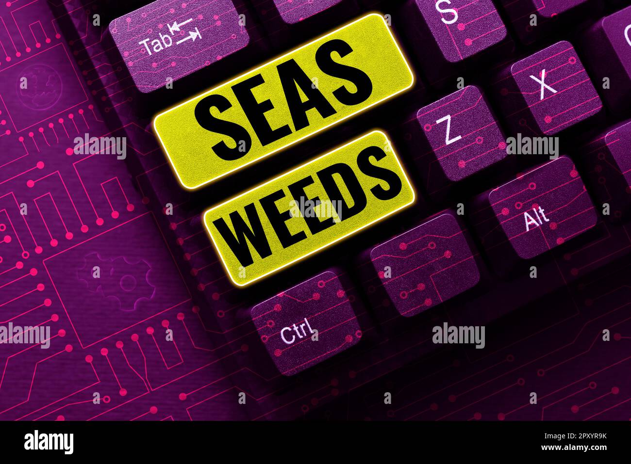 Text caption presenting Sea Weeds, Word Written on Large algae growing ...