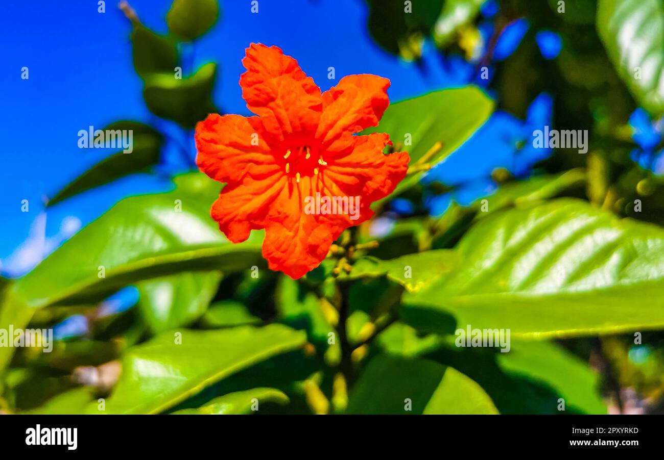 Kou Cordia subcordata flowering tree with orange flowers beach cordia ...