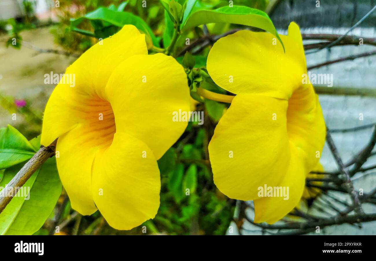 Yellow beautiful tropical flowers and plants in Zicatela Puerto ...