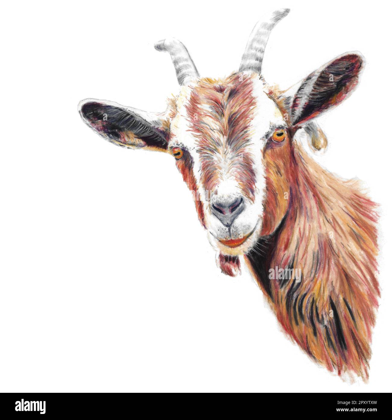 Goat Head Painting