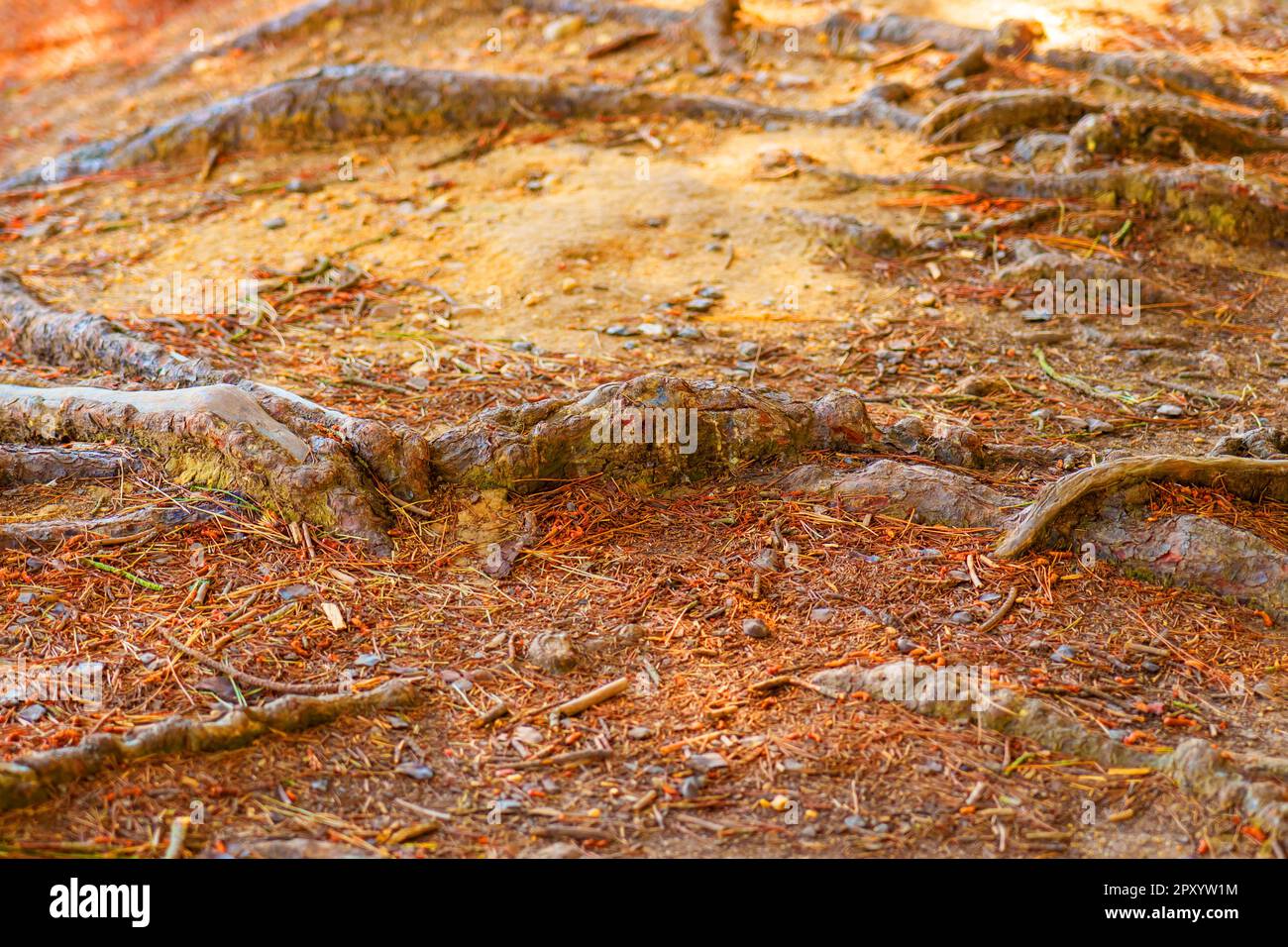 Growth of large tree roots in the forest spreading on the ground Stock ...