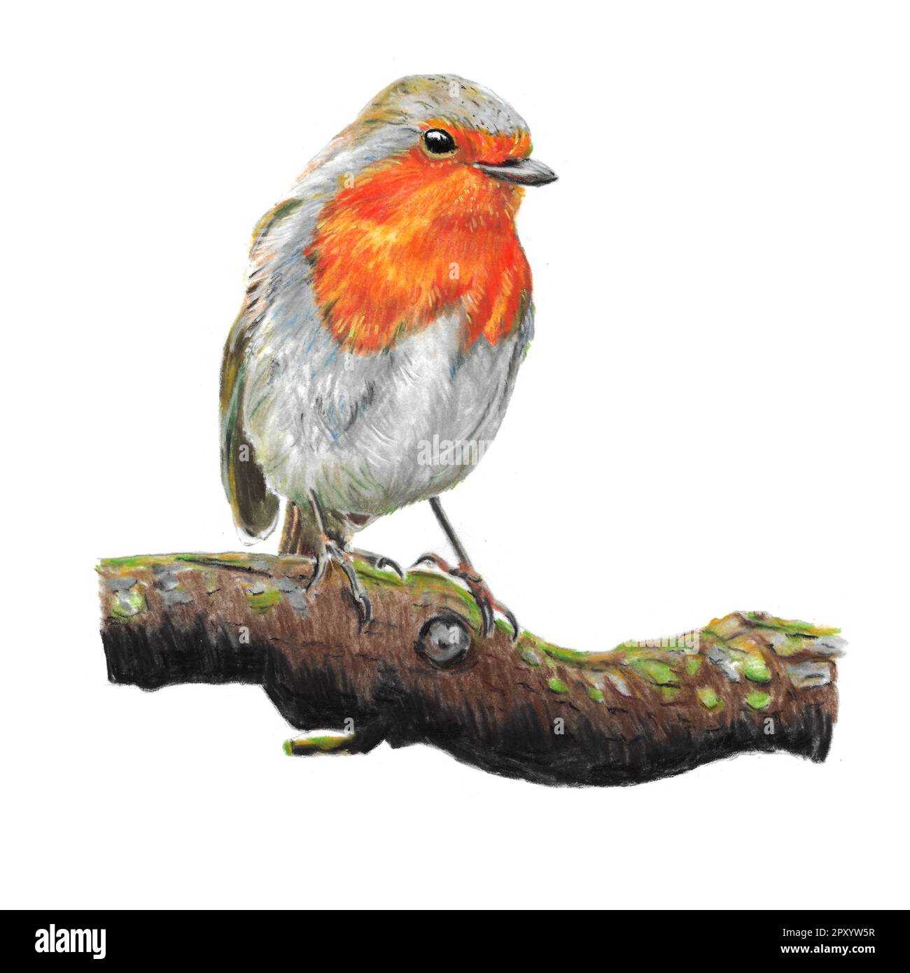 Hand painted robin bird with chalk isolated over white background Stock ...