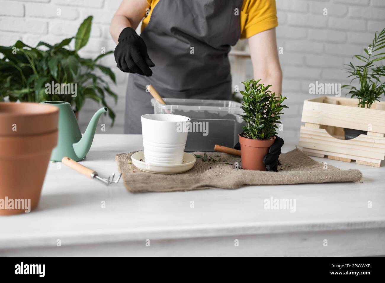 Spring Houseplant Care, repotting houseplants. Waking Up Indoor Plants ...