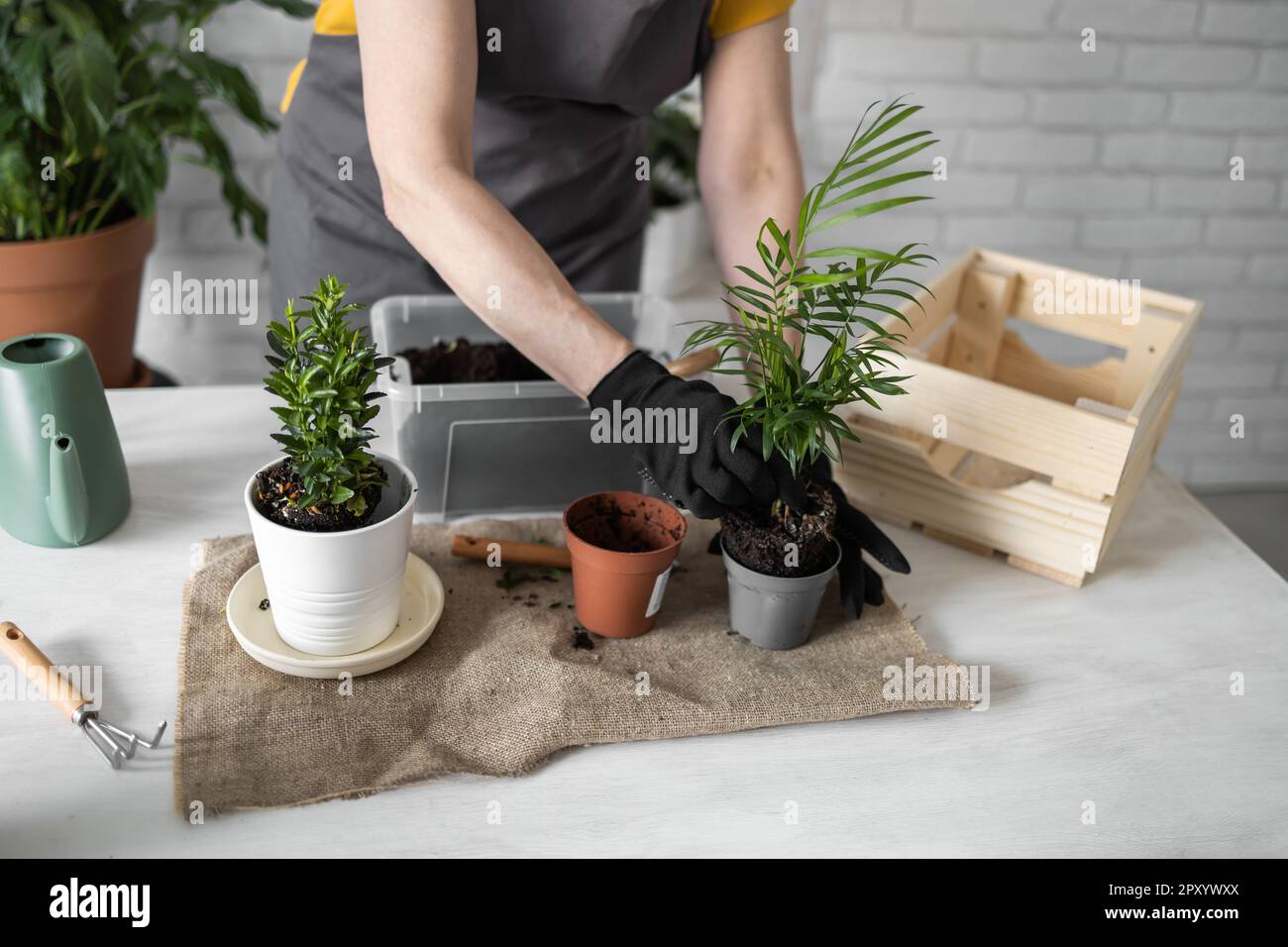 Spring Houseplant Care, repotting houseplants. Waking Up Indoor Plants ...