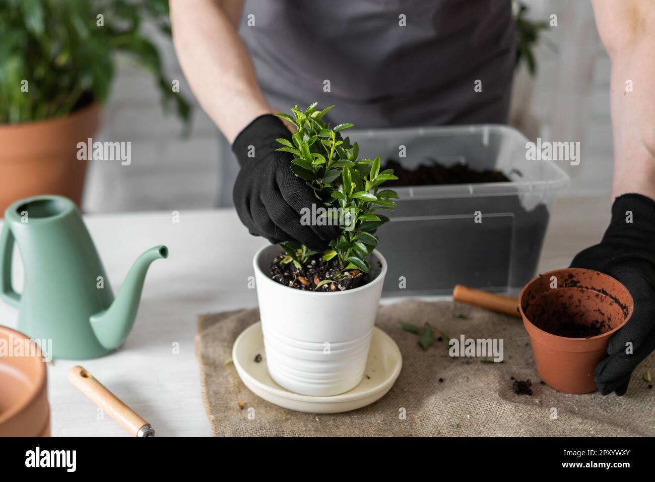 Spring Houseplant Care, repotting houseplants. Waking Up Indoor Plants ...