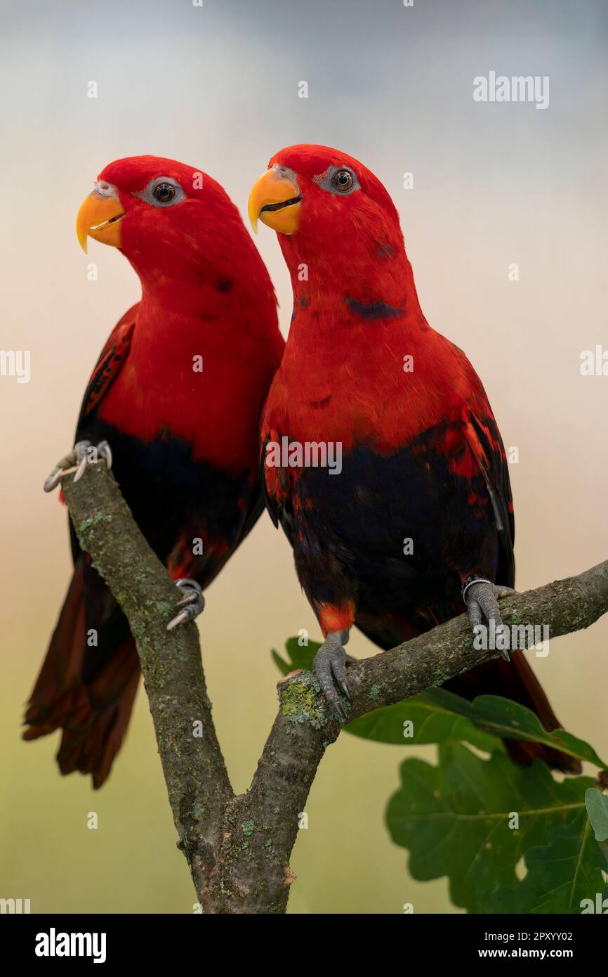 Eos squamata obiensis hi-res stock photography and images - Alamy