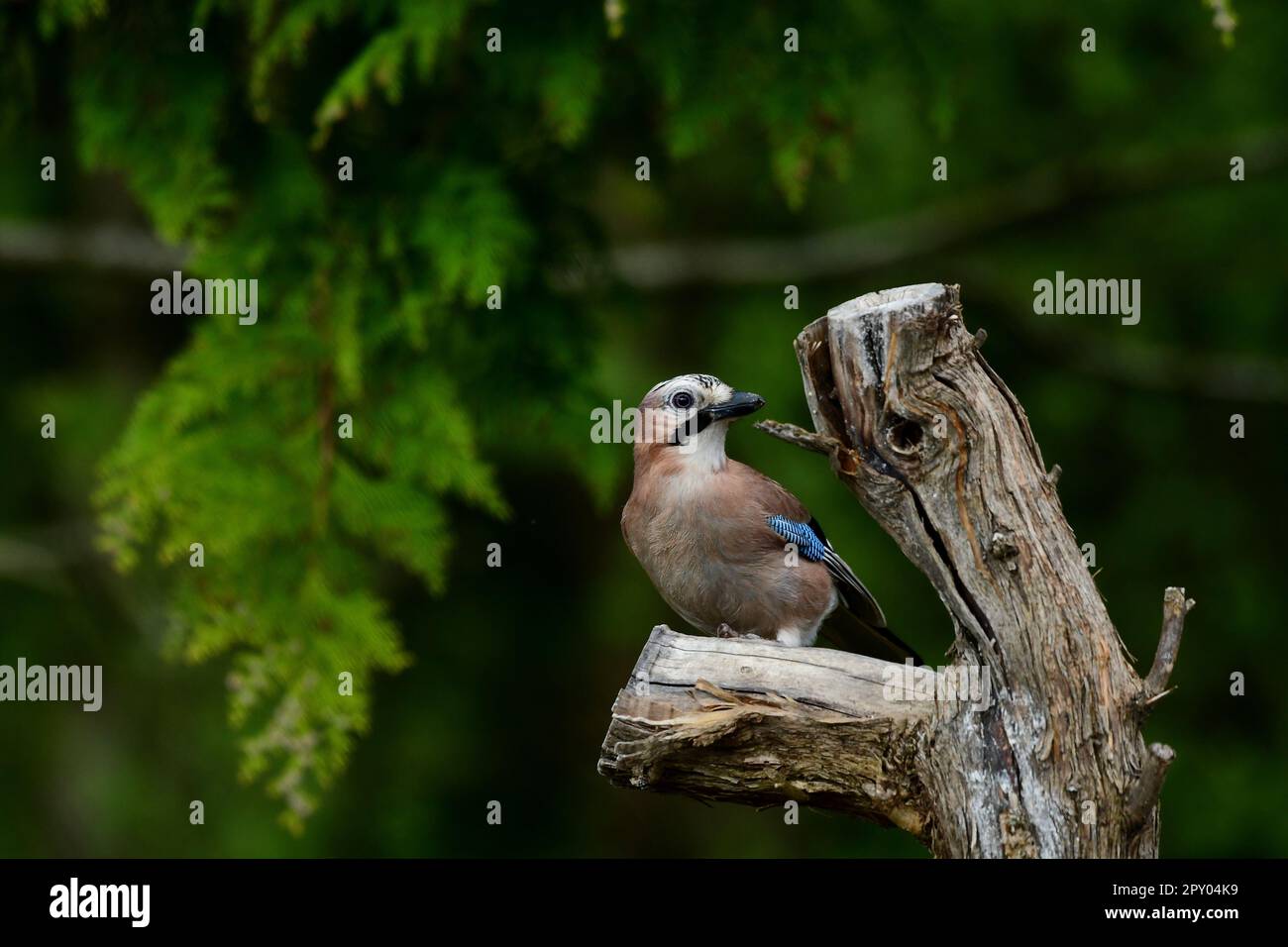 Jay bird uk nest hi-res stock photography and images - Alamy