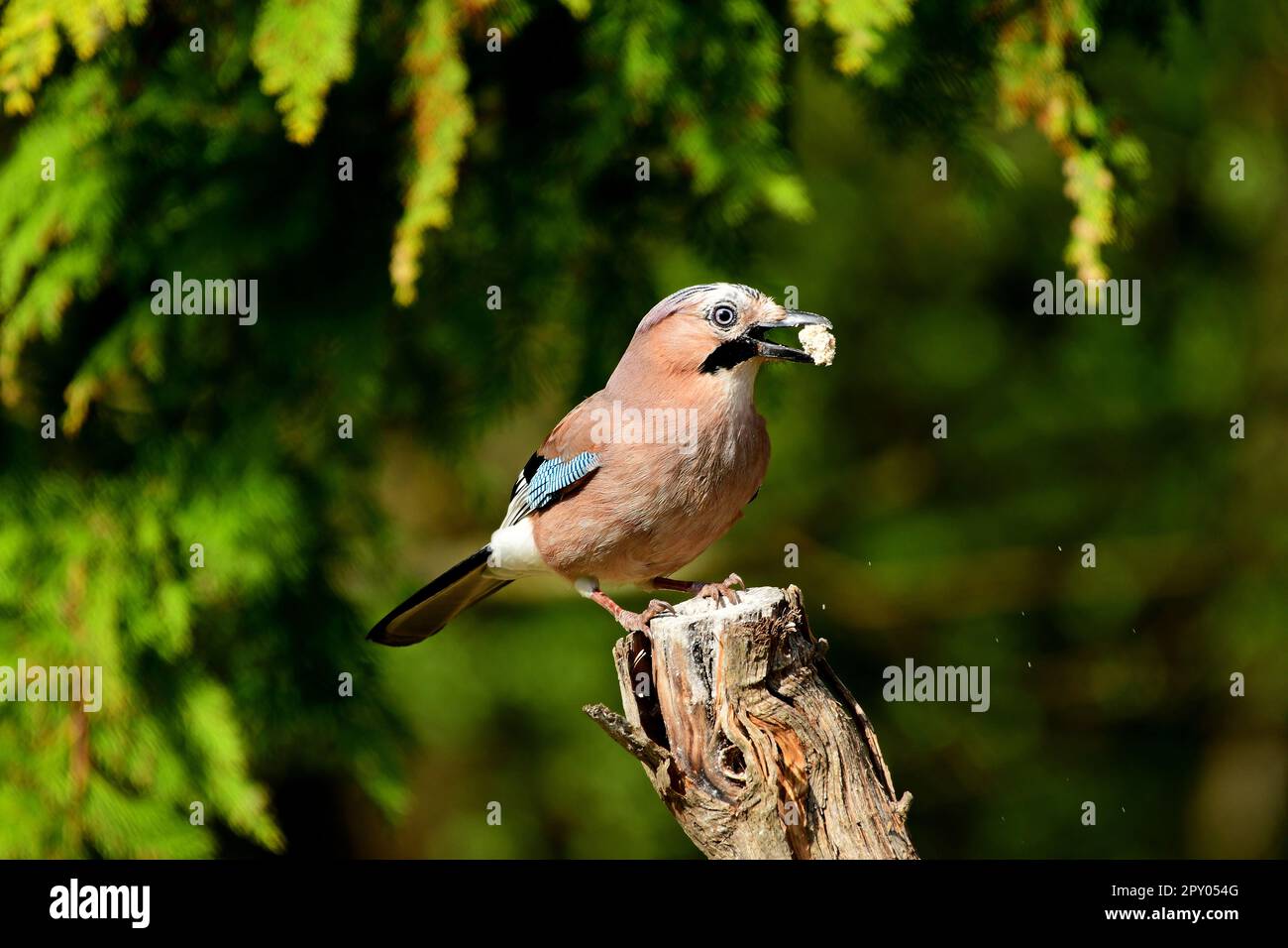 Jay uk nest hi-res stock photography and images - Alamy