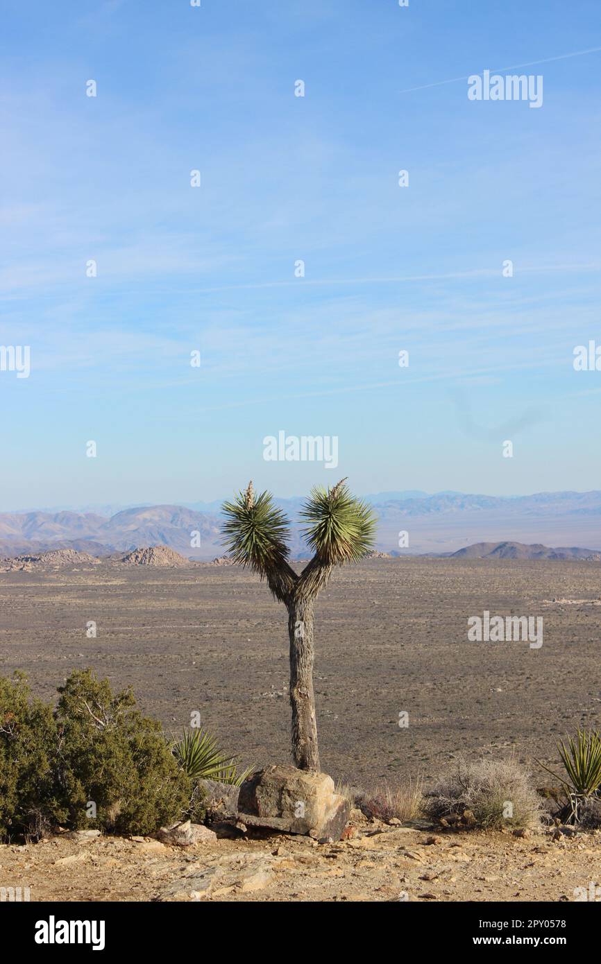 Joshua tree y cactus hi-res stock photography and images - Alamy