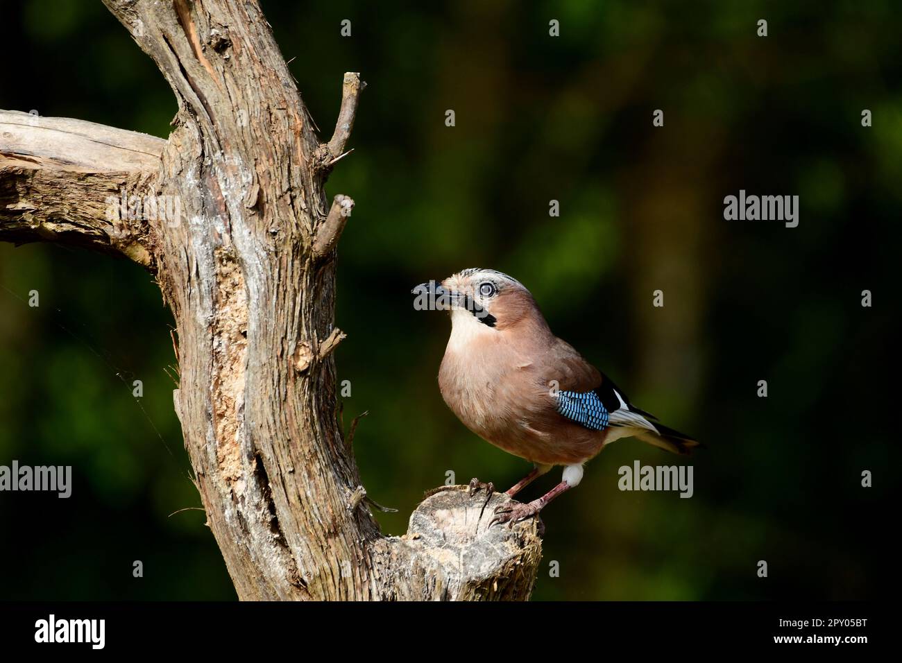 Jay uk nest hi-res stock photography and images - Alamy