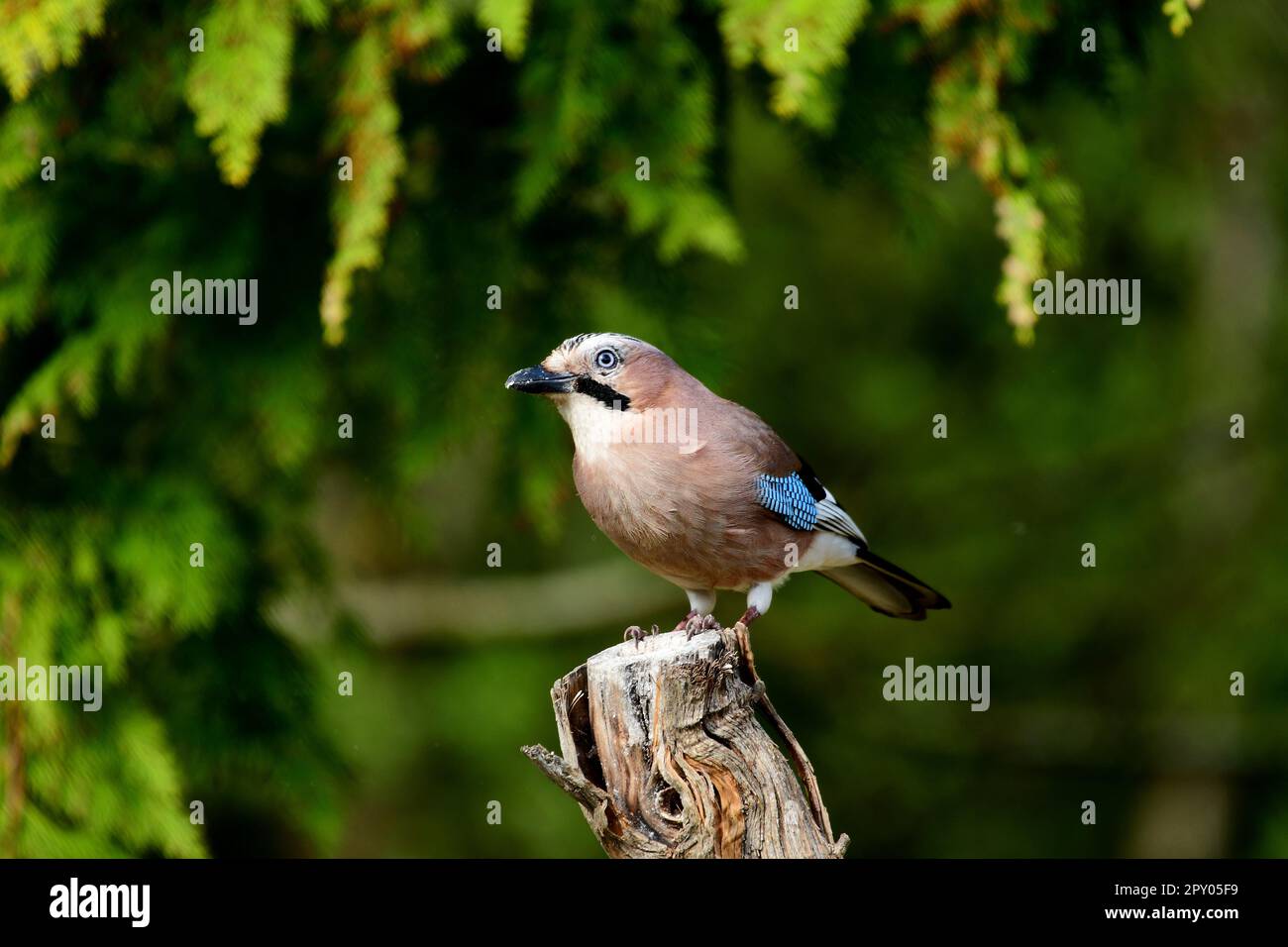 Jay uk nest hi-res stock photography and images - Alamy