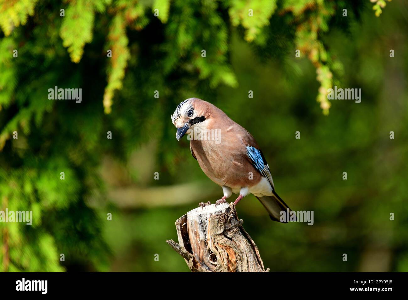 Jay uk nest hi-res stock photography and images - Alamy