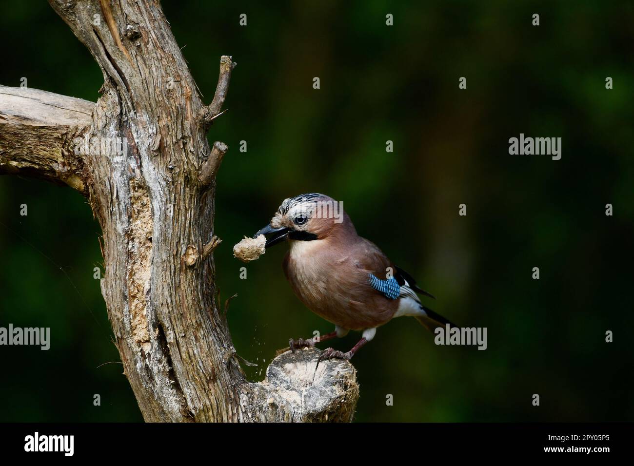 Jay uk nest hi-res stock photography and images - Alamy