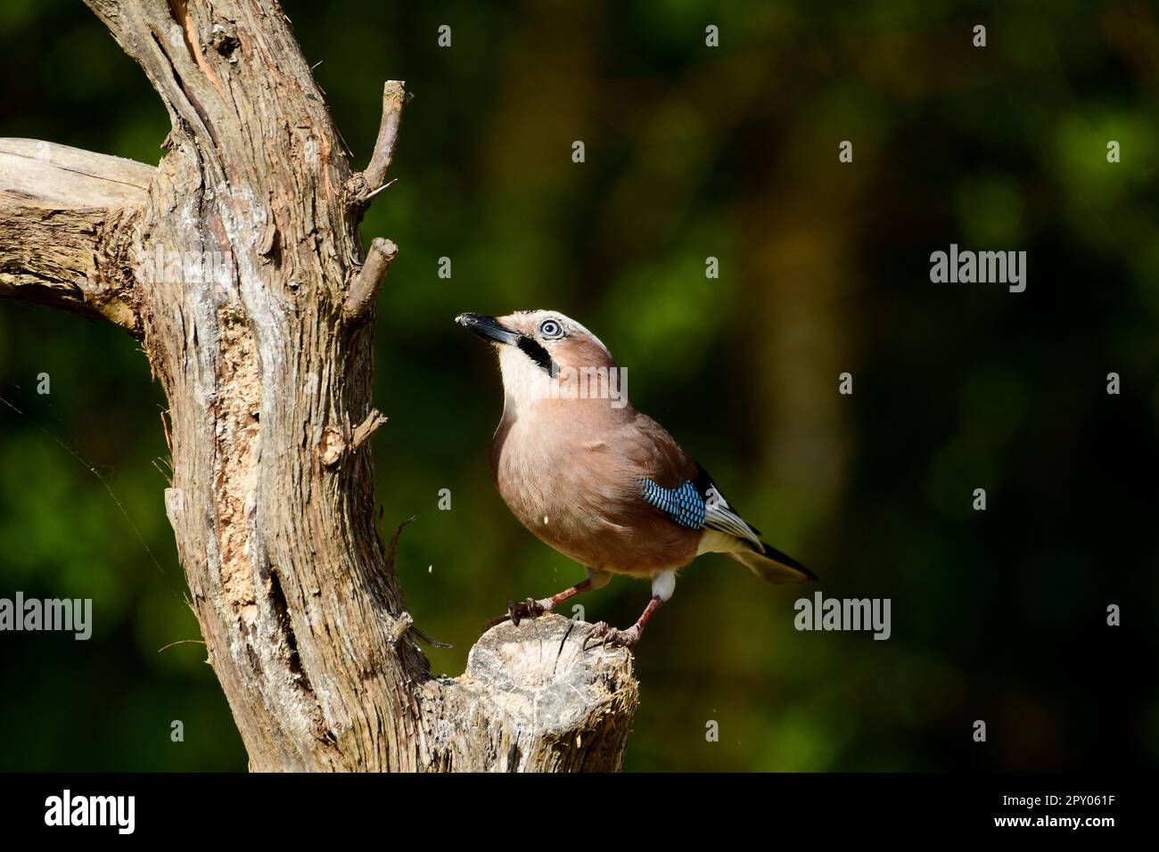 Jay uk nest hi-res stock photography and images - Alamy
