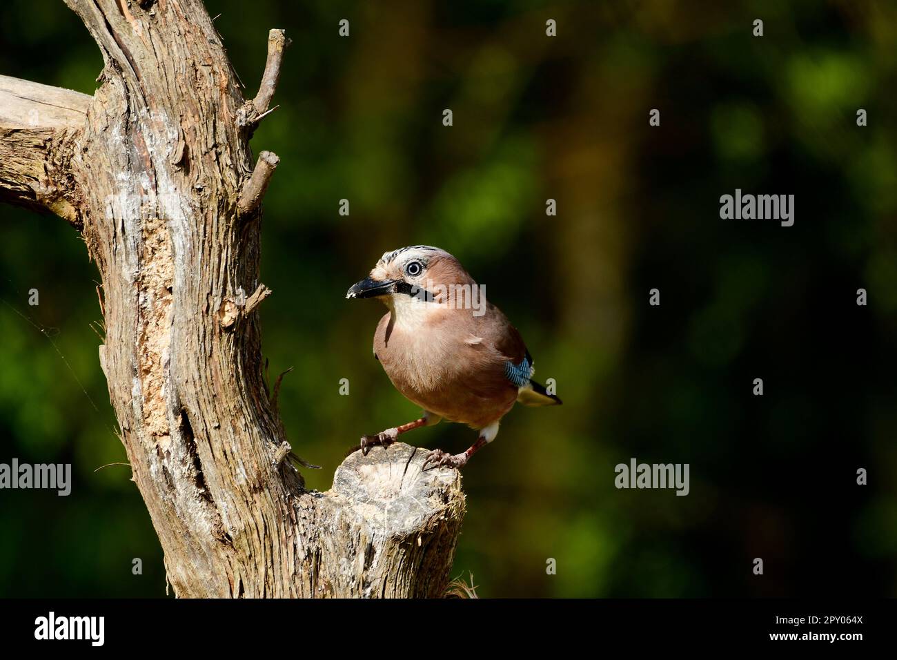Jay uk nest hi-res stock photography and images - Alamy