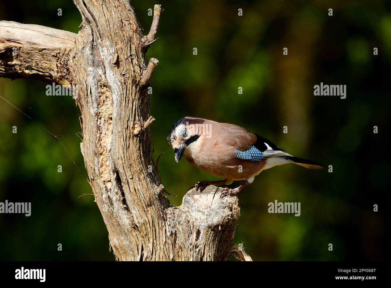 Jay bird uk nest hi-res stock photography and images - Alamy